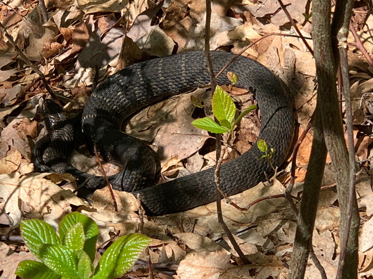 The Horn Book | S-s-s-snake!